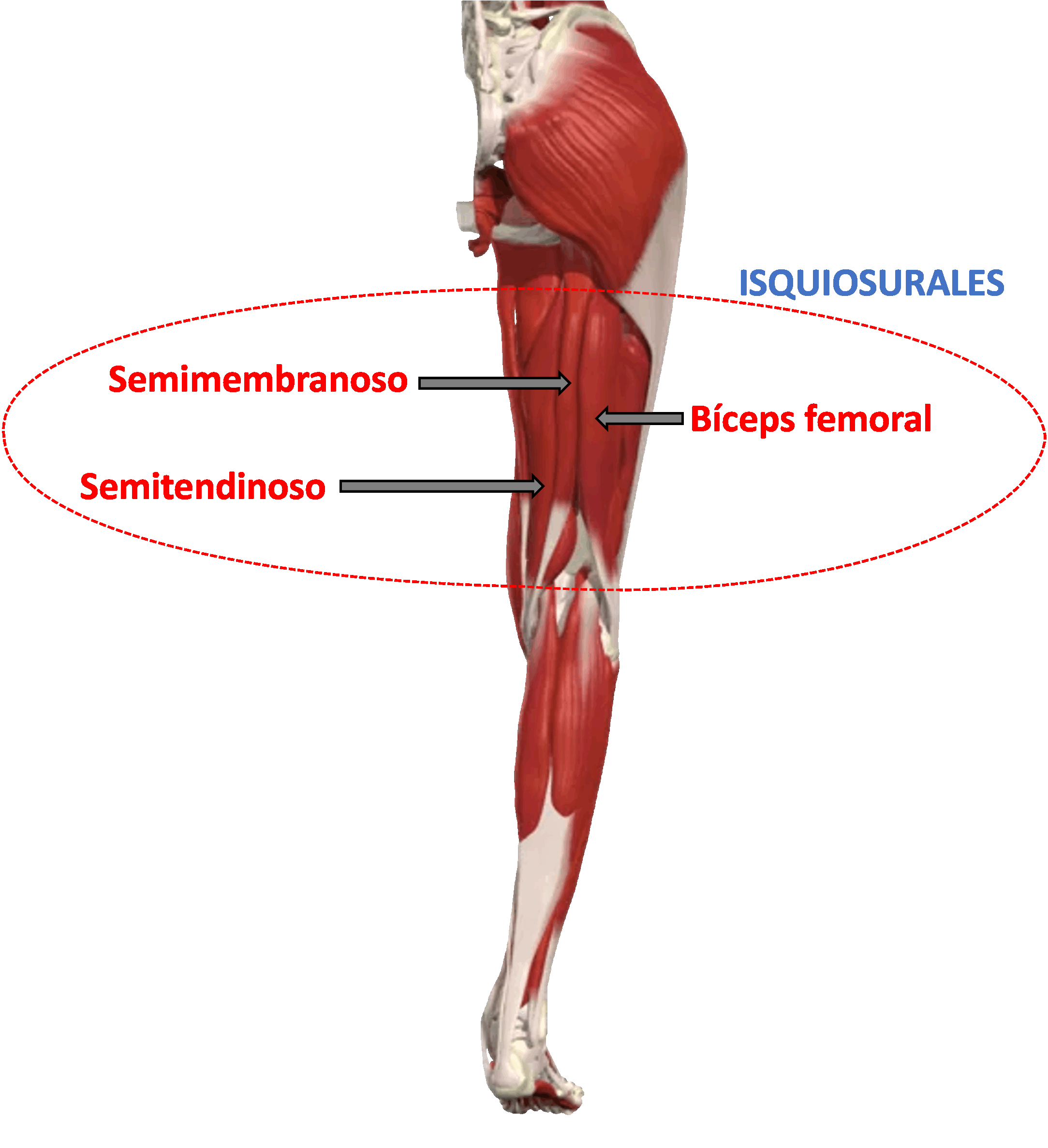 📄¿Isquiotibiales o Isquiosurales? La explicación definitiva.